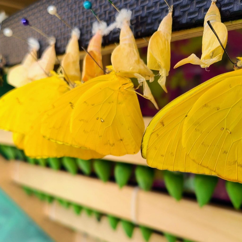 20220801_083511~2 - Bfly